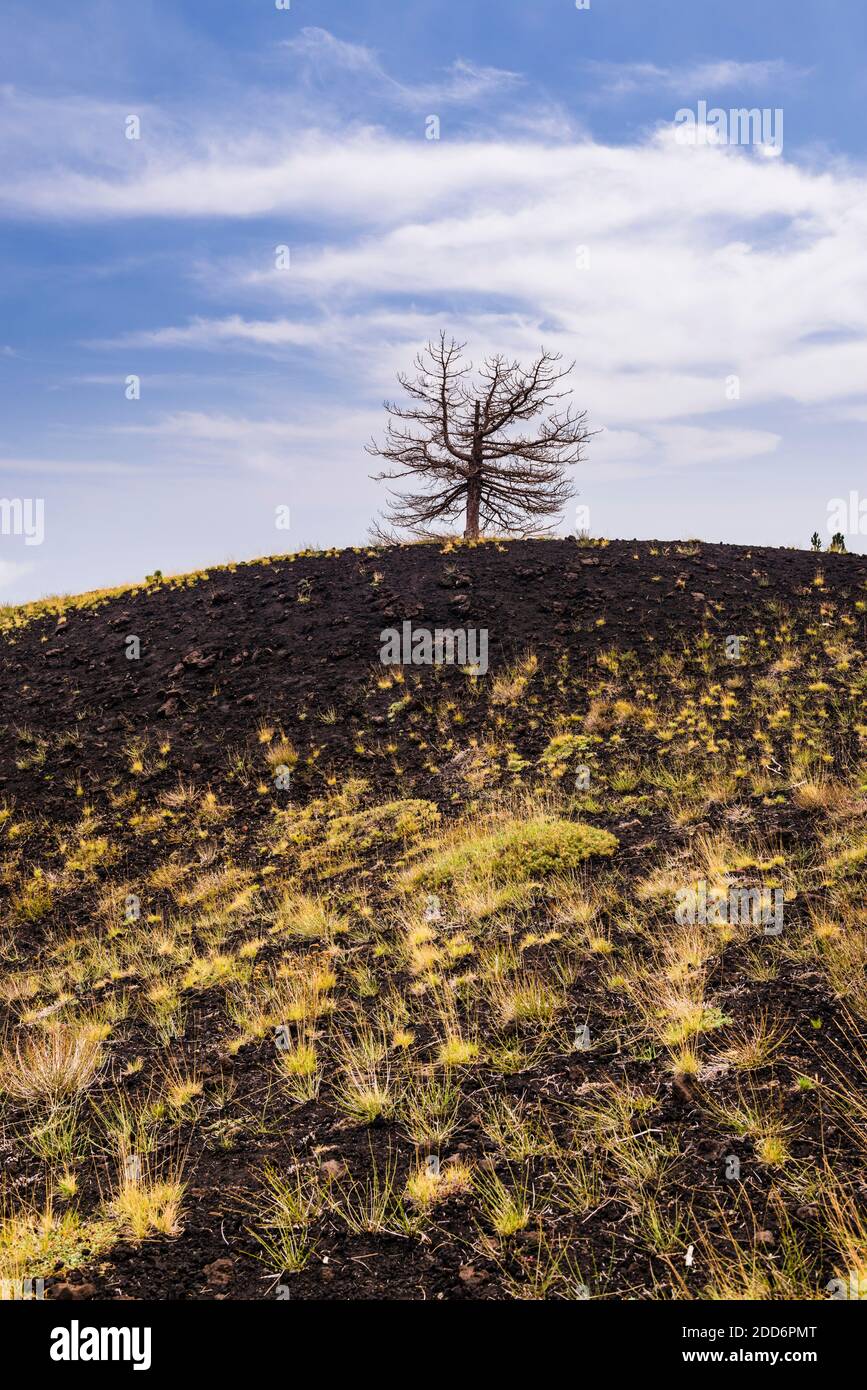 Mount Etna Volcano, dead tree on an old lava flow from an eruption ...