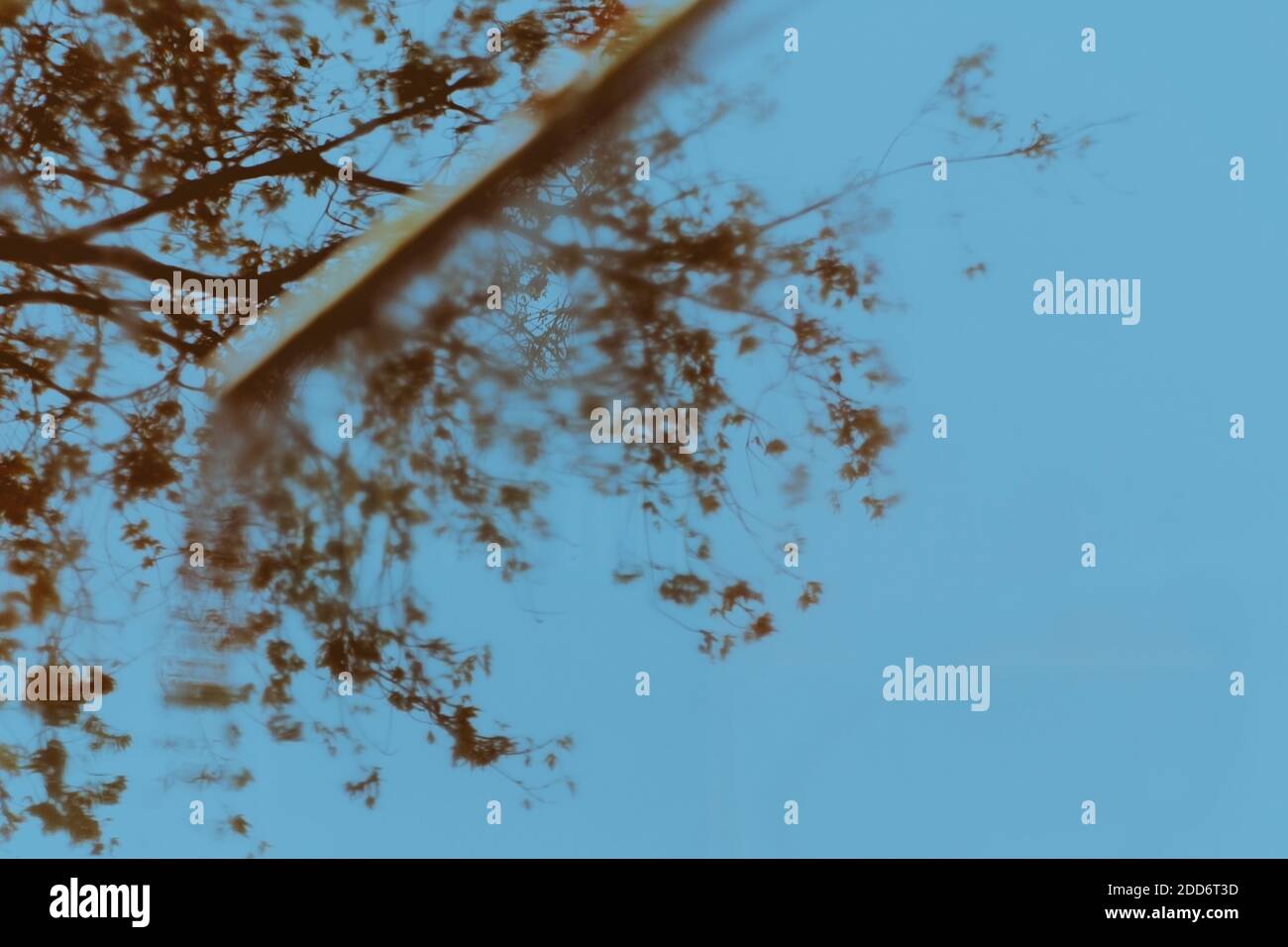 reflection of a tree Stock Photo - Alamy