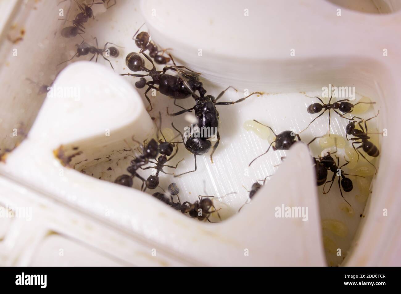 Messor structor hi-res stock photography and images - Alamy