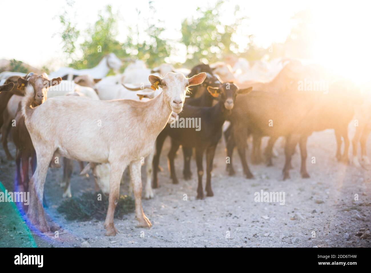 Goat Herder, Mojacar, Andalucia, Almeria, Spain Stock Photo - Alamy
