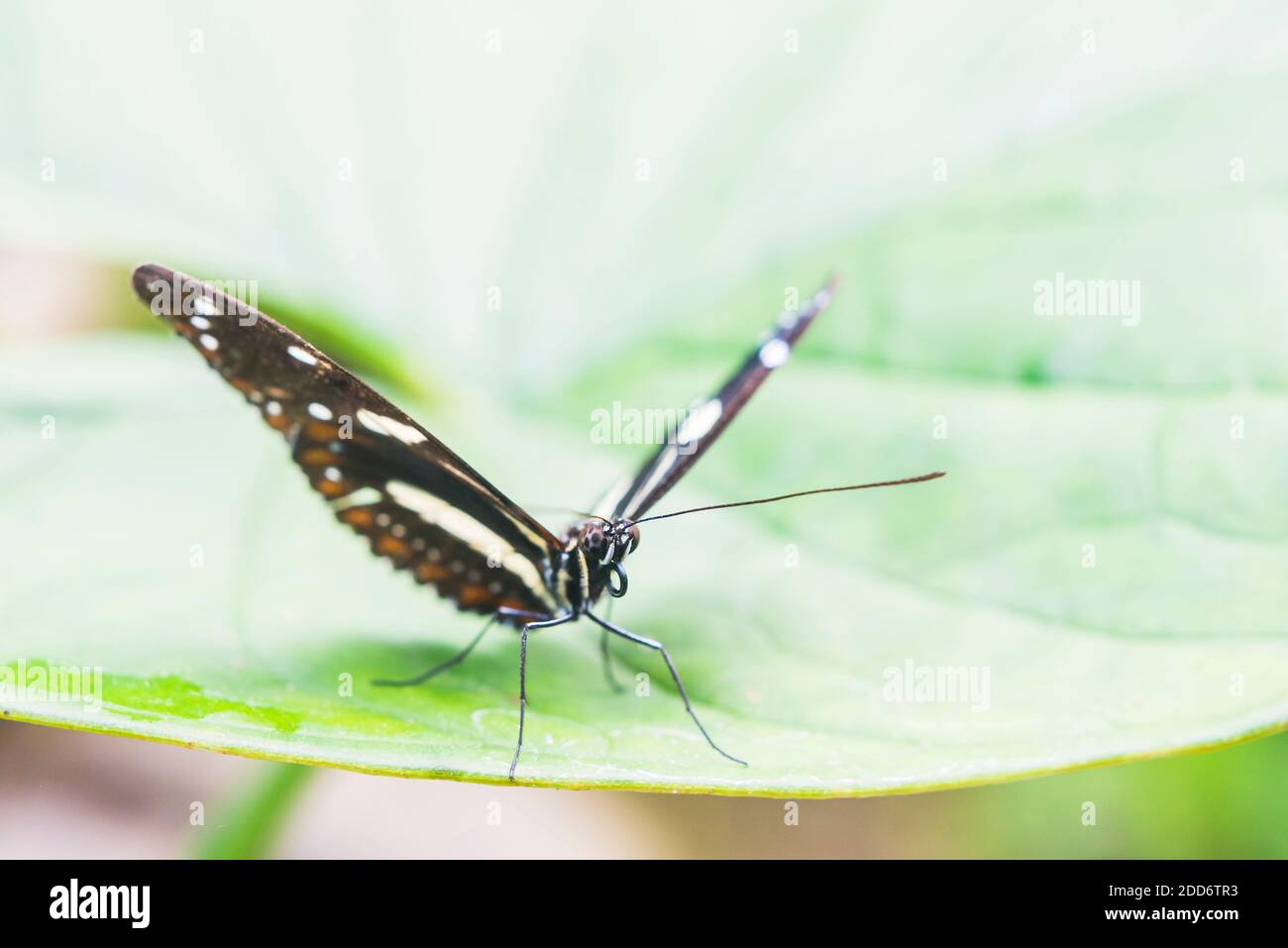 Butterfly, Mashpi Cloud Forest, Choco Rainforest, Ecuador, South ...