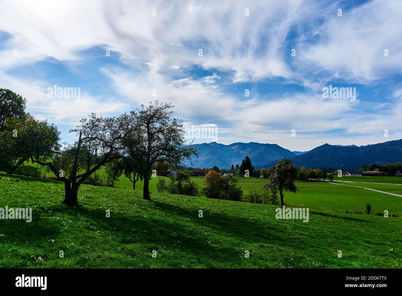 Plants in an summery landscape Stock Photo - Alamy