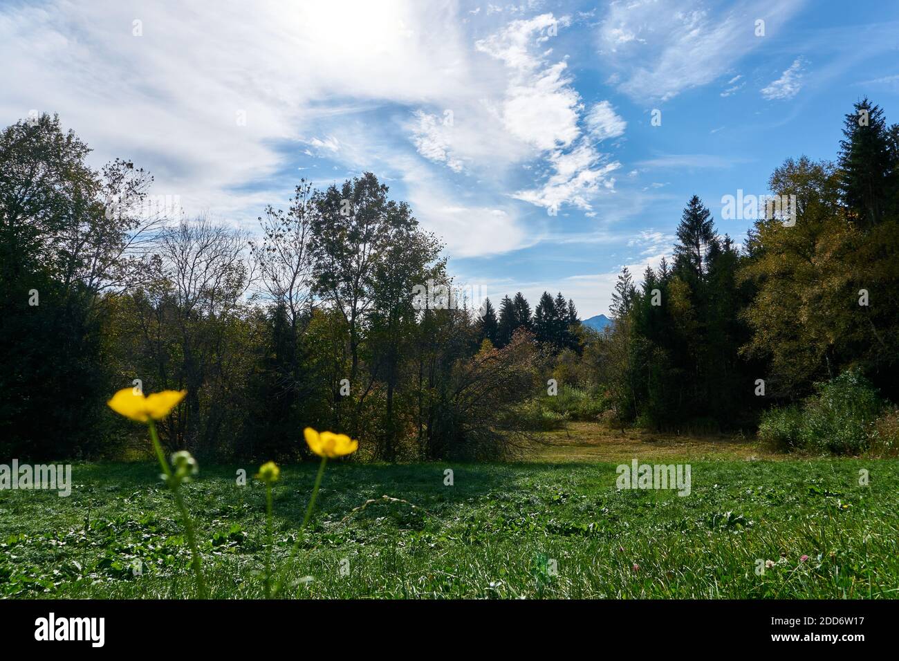 Plants in an summery landscape Stock Photo - Alamy