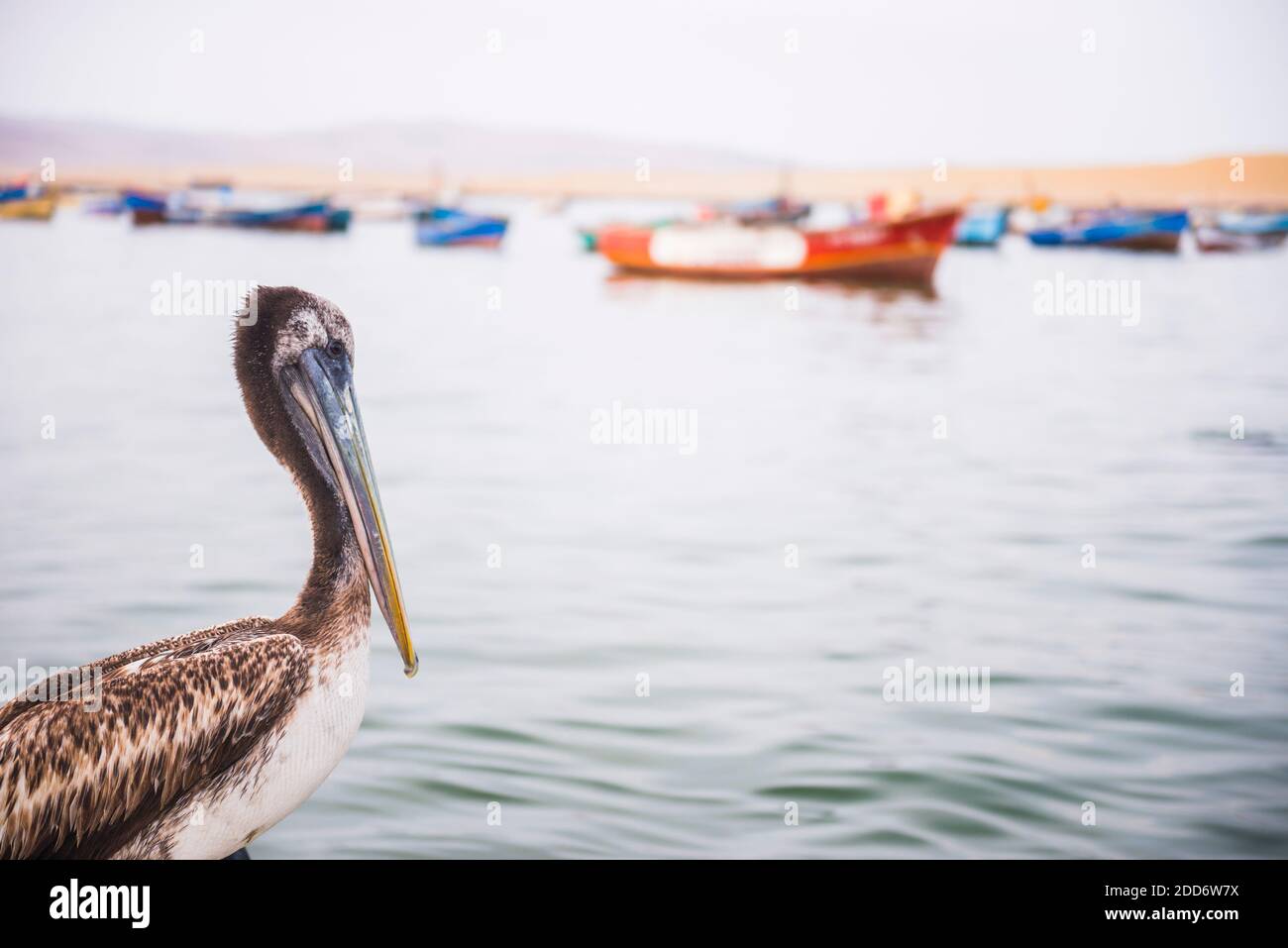 Peruvian Pelican (Pelecanus Thagus) in a fishing village in Paracas ...