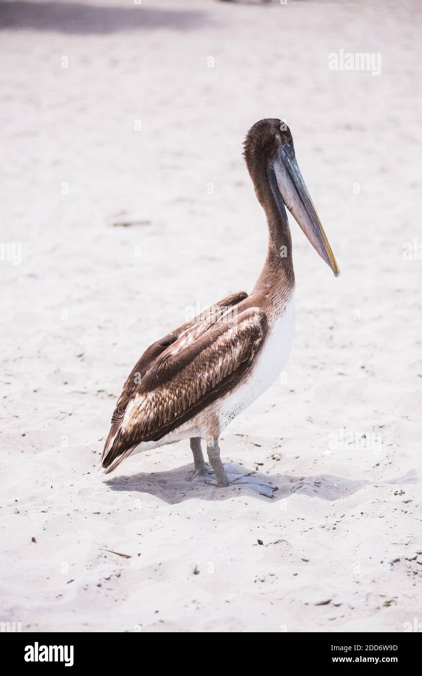 Peruvian Pelican (Pelecanus Thagus), Paracas, Ica, Peru, South America ...