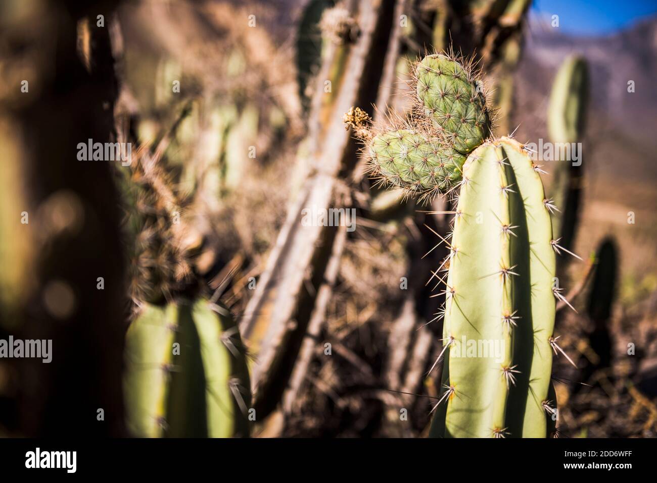 Cactus in Colca Canyon, Peru, South America Stock Photo - Alamy