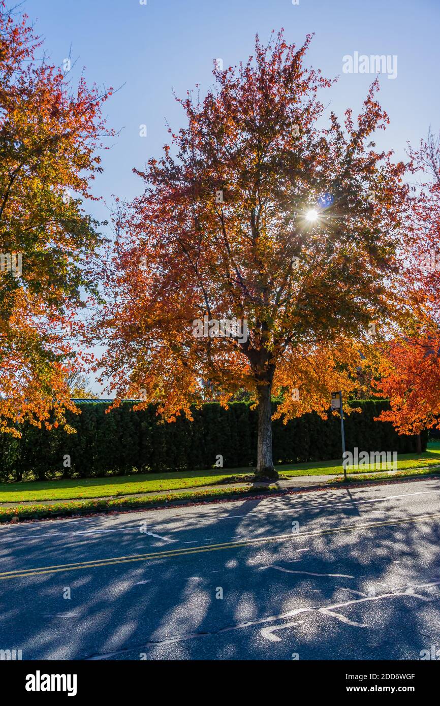 Autumn leaves burst with color on a street in Seatac, Washington Stock ...