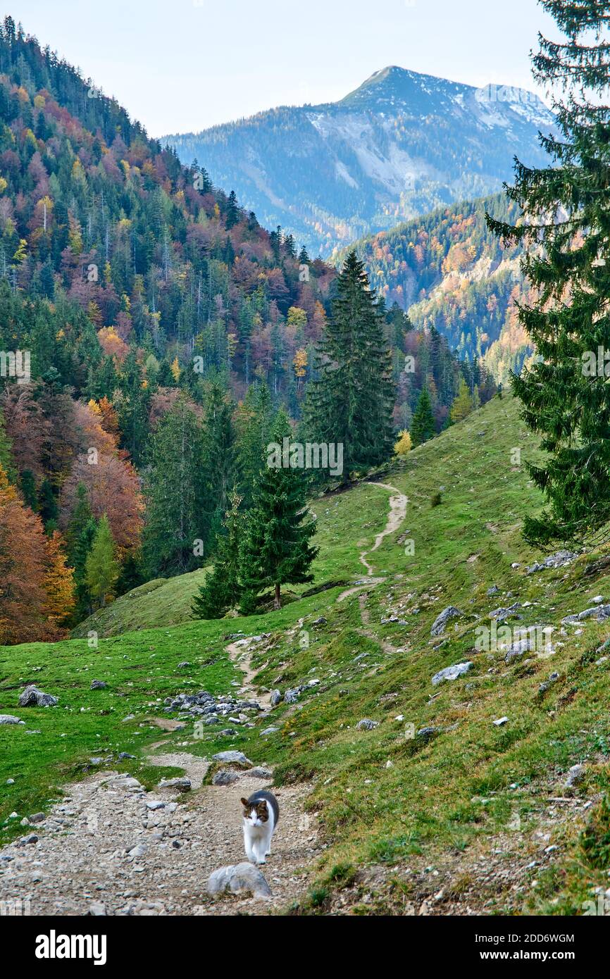 Cat on a hiking trail Stock Photo - Alamy