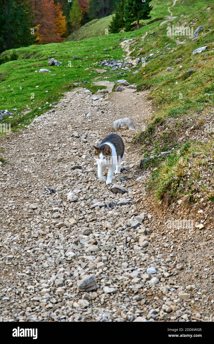 Cat on a hiking trail Stock Photo - Alamy