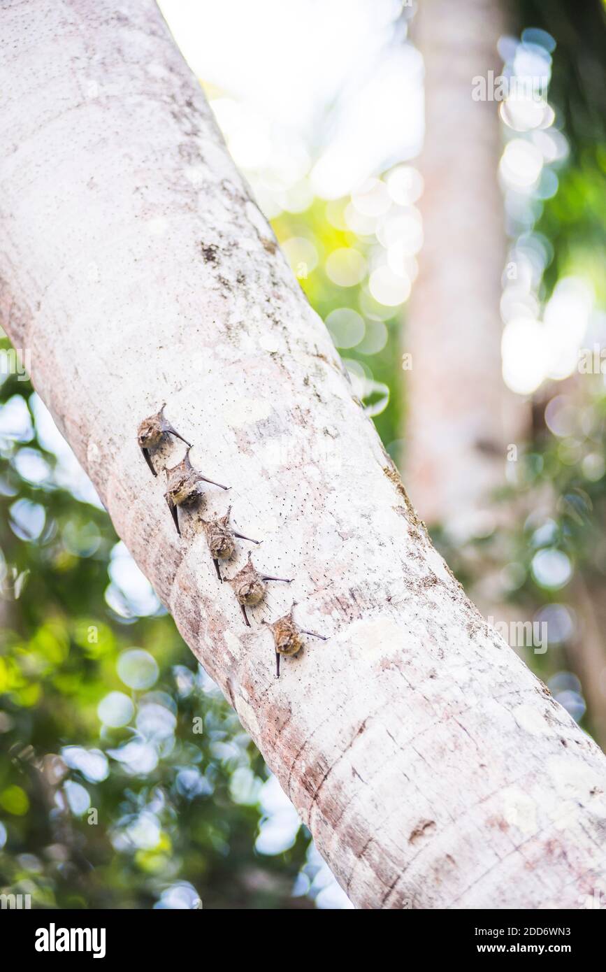 Proboscis Long Nosed Bats (Rhynchonycteris naso), Sandoval Lake ...