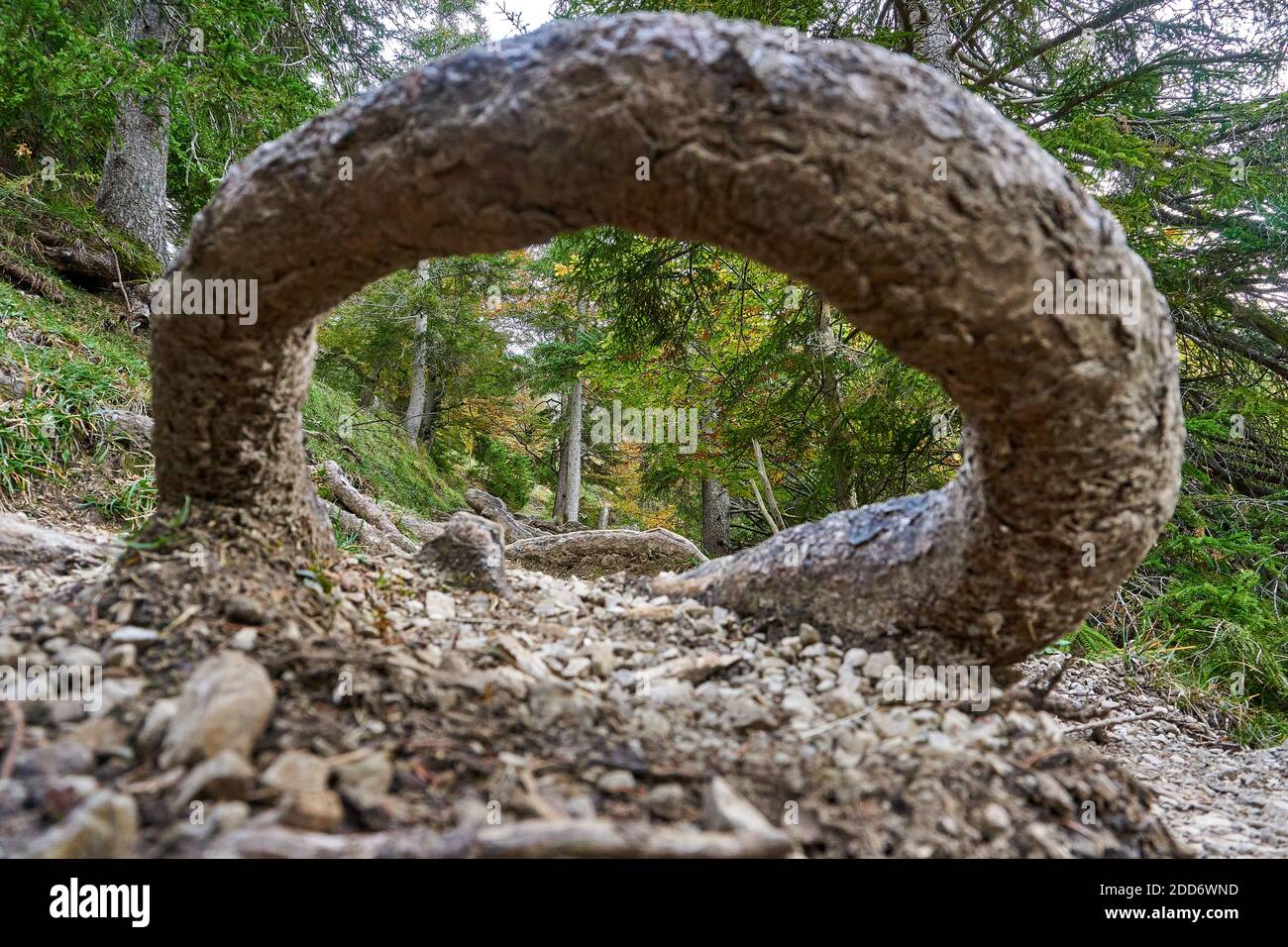 Hiking underneath tree hi-res stock photography and images - Alamy