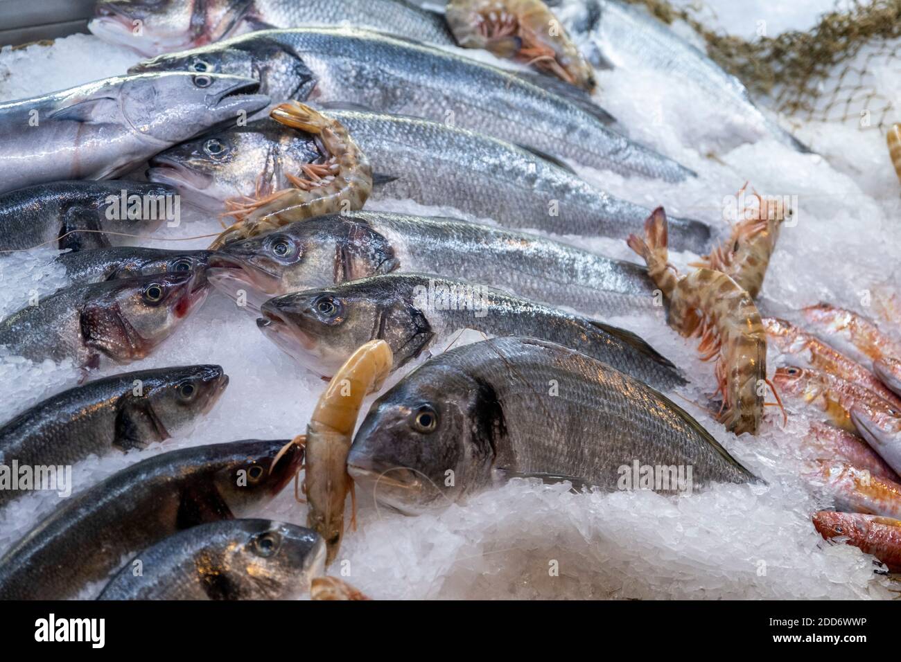 Fresh sea breams and shrimps lying on crushed ice at a shop counter ...