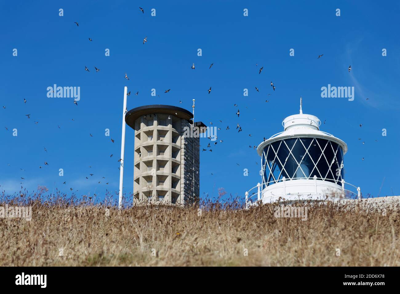 Common house martins flying around Anvil Point Lighthouse against a ...