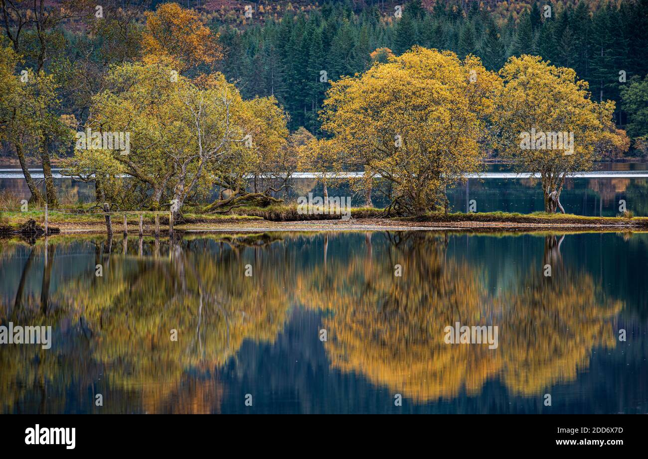 A small group of trees in the Trossachs National park reflecting in the ...