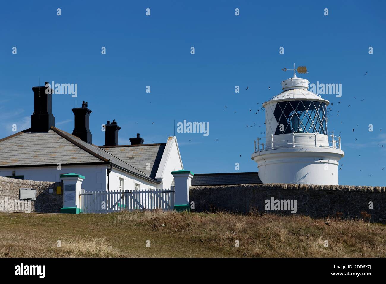 Common house martins flying around Anvil Point Lighthouse and cottages ...