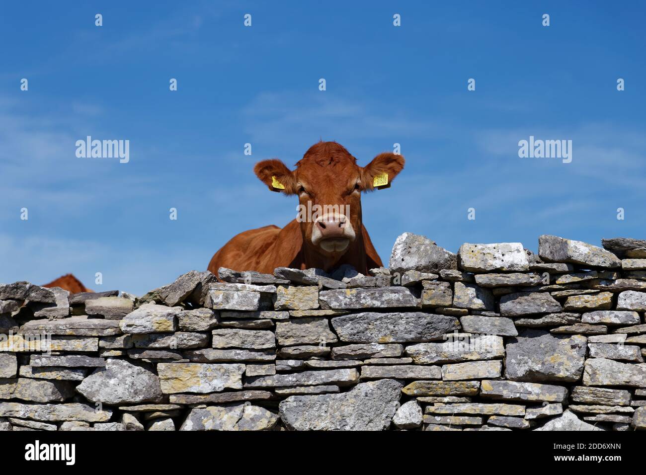 Cow looking over stone wall hi-res stock photography and images - Alamy
