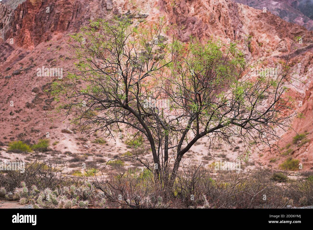 Hill of Seven Colours (Cerro de los Siete Colores), part of Quebrada de ...