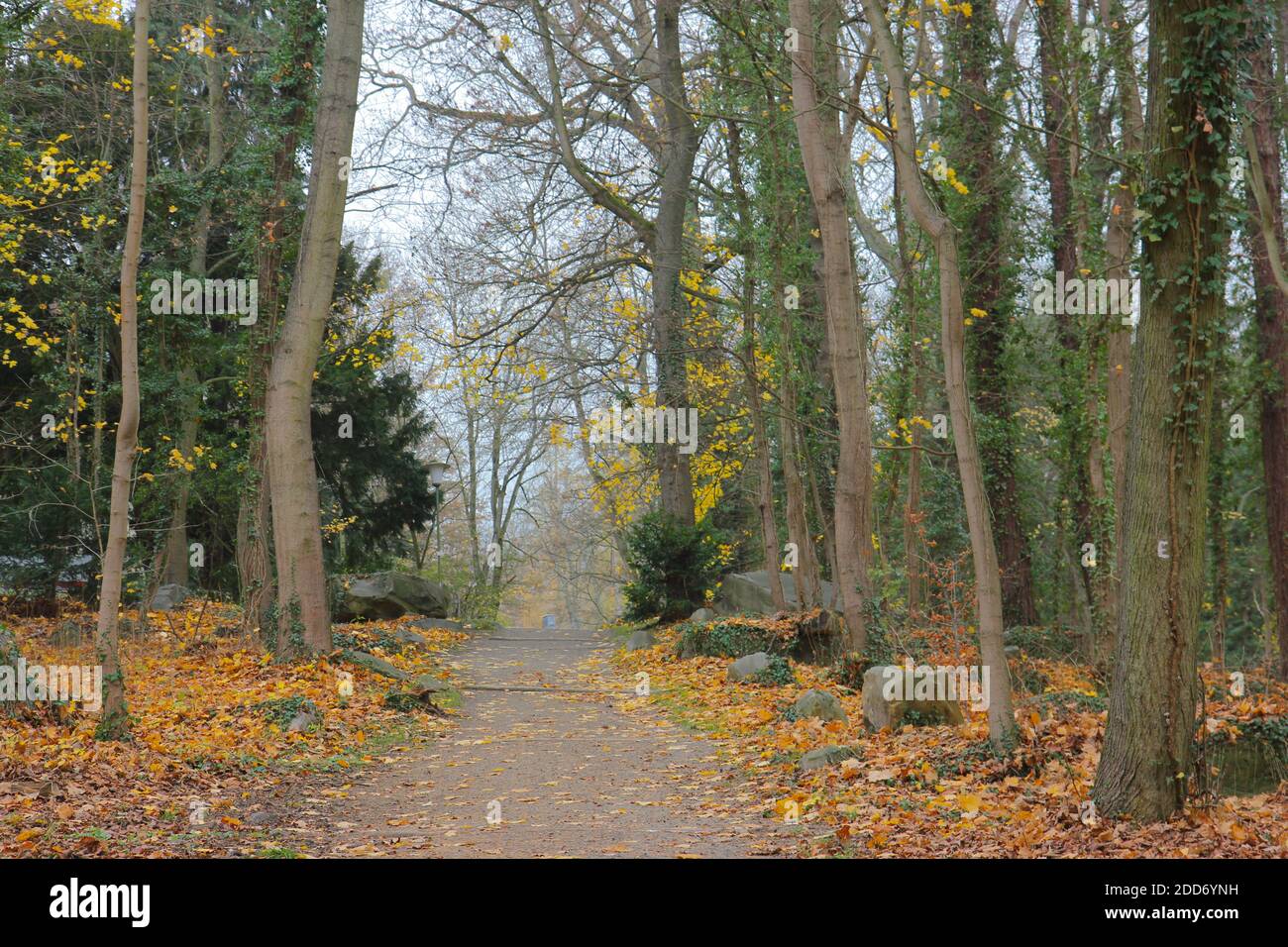 Autumn forest, open path Stock Photo - Alamy