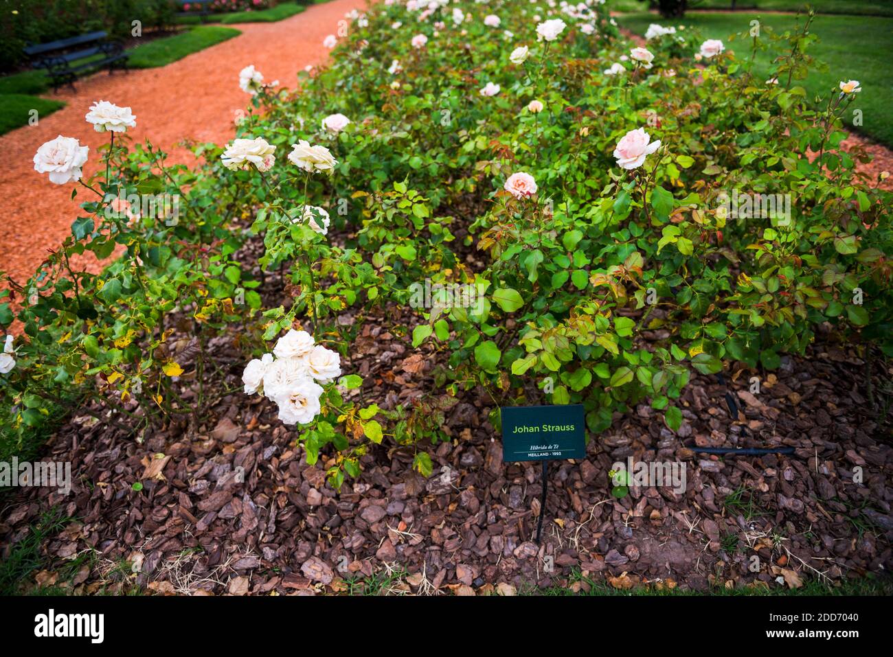 Rose Garden Walk, Palermo, Buenos Aires, Argentina, South America Stock ...