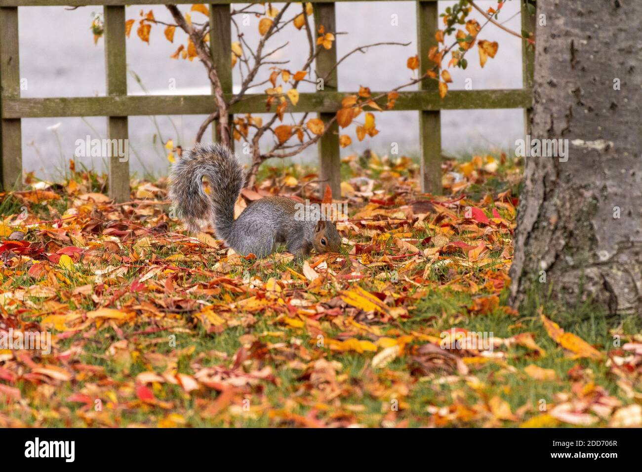 squirrels at play Stock Photo - Alamy