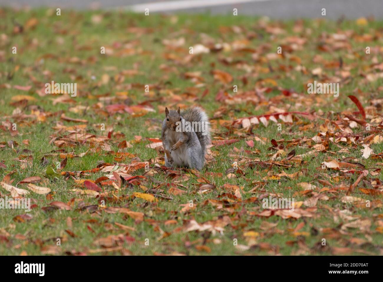 squirrels at play Stock Photo - Alamy