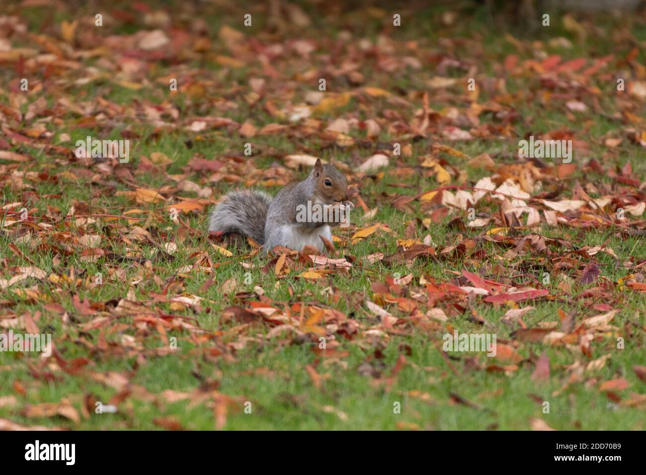 squirrels at play Stock Photo - Alamy