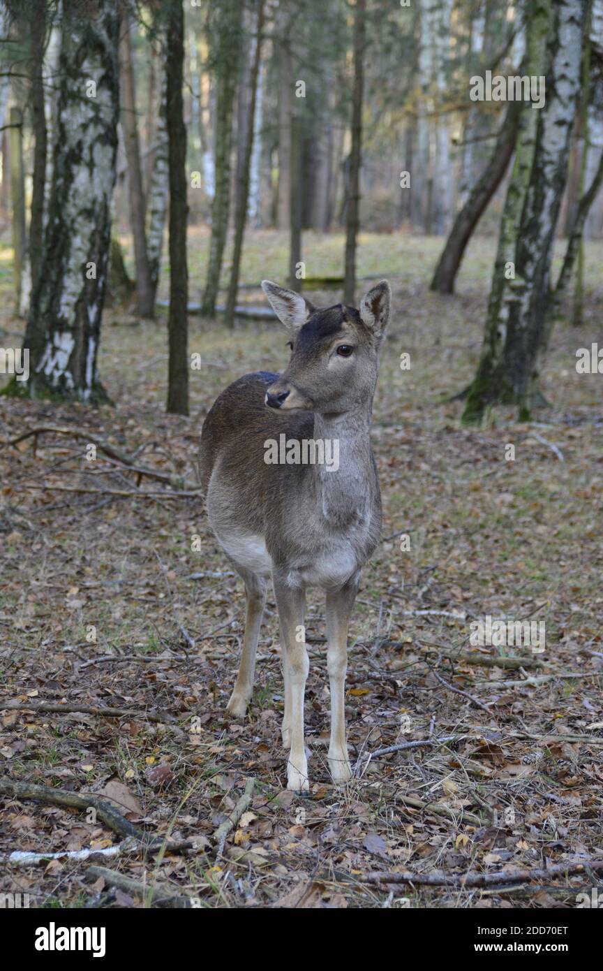 Reh silhouette hi-res stock photography and images - Alamy