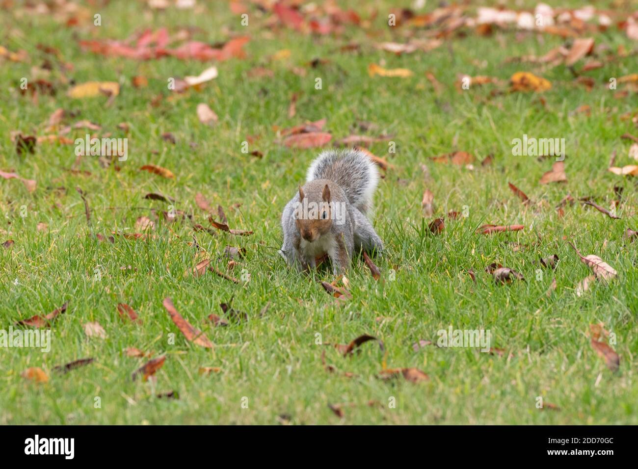 squirrels at play Stock Photo - Alamy