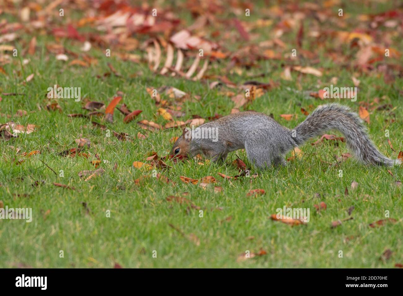 squirrels at play Stock Photo - Alamy