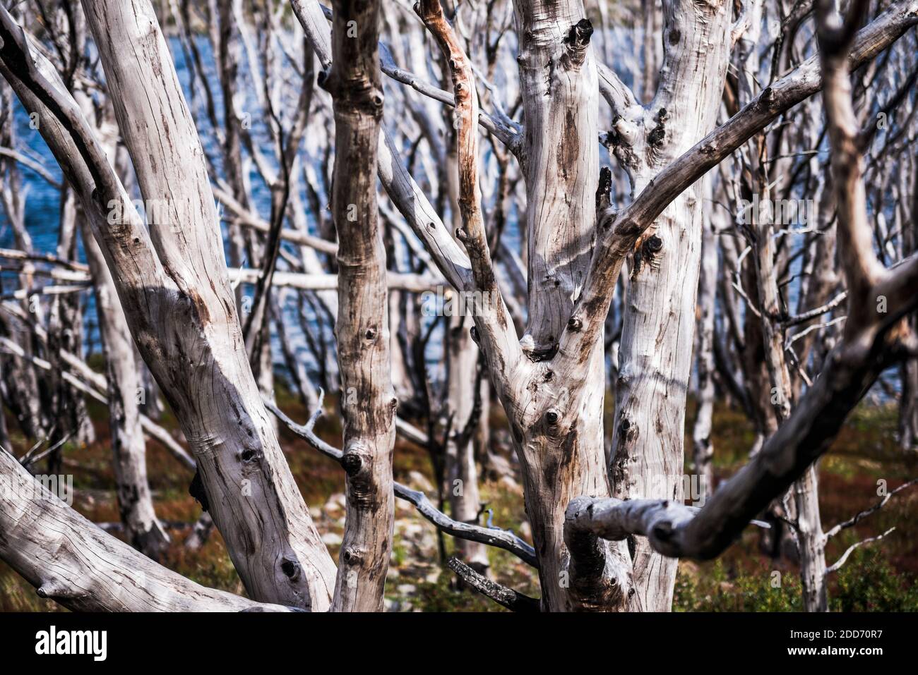 Forest fire damage to trees, Torres del Paine National Park, Patagonia ...