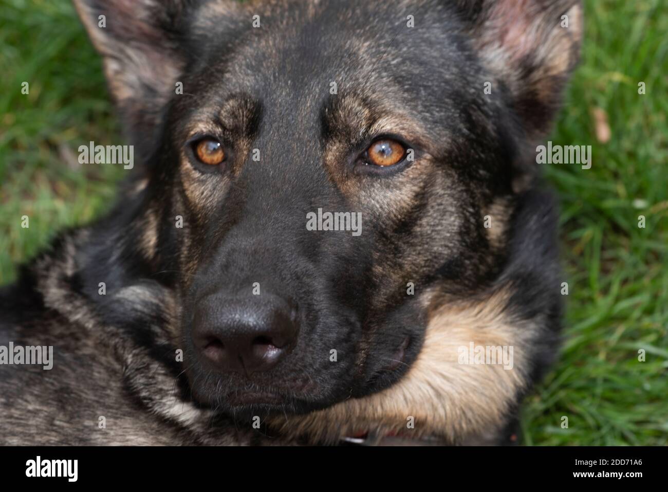 blue sable shepherd Stock Photo - Alamy