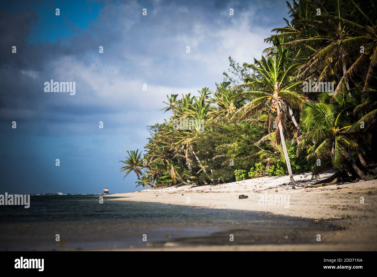 Palm trees, Rarotonga, Cook Islands Stock Photo - Alamy