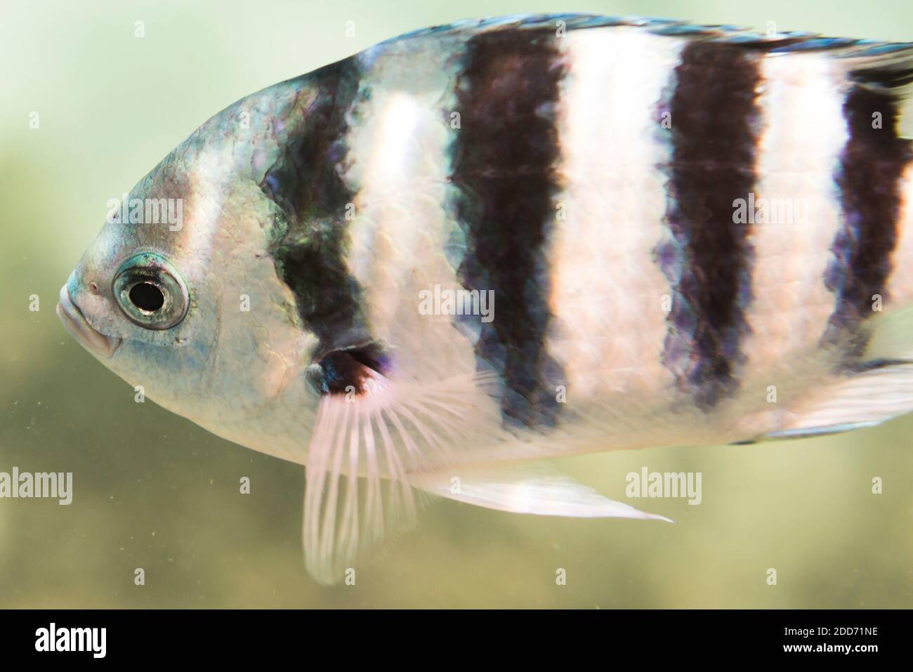 Underwater photo of a Sergeant Major Fish aka píntano (Abudefduf ...