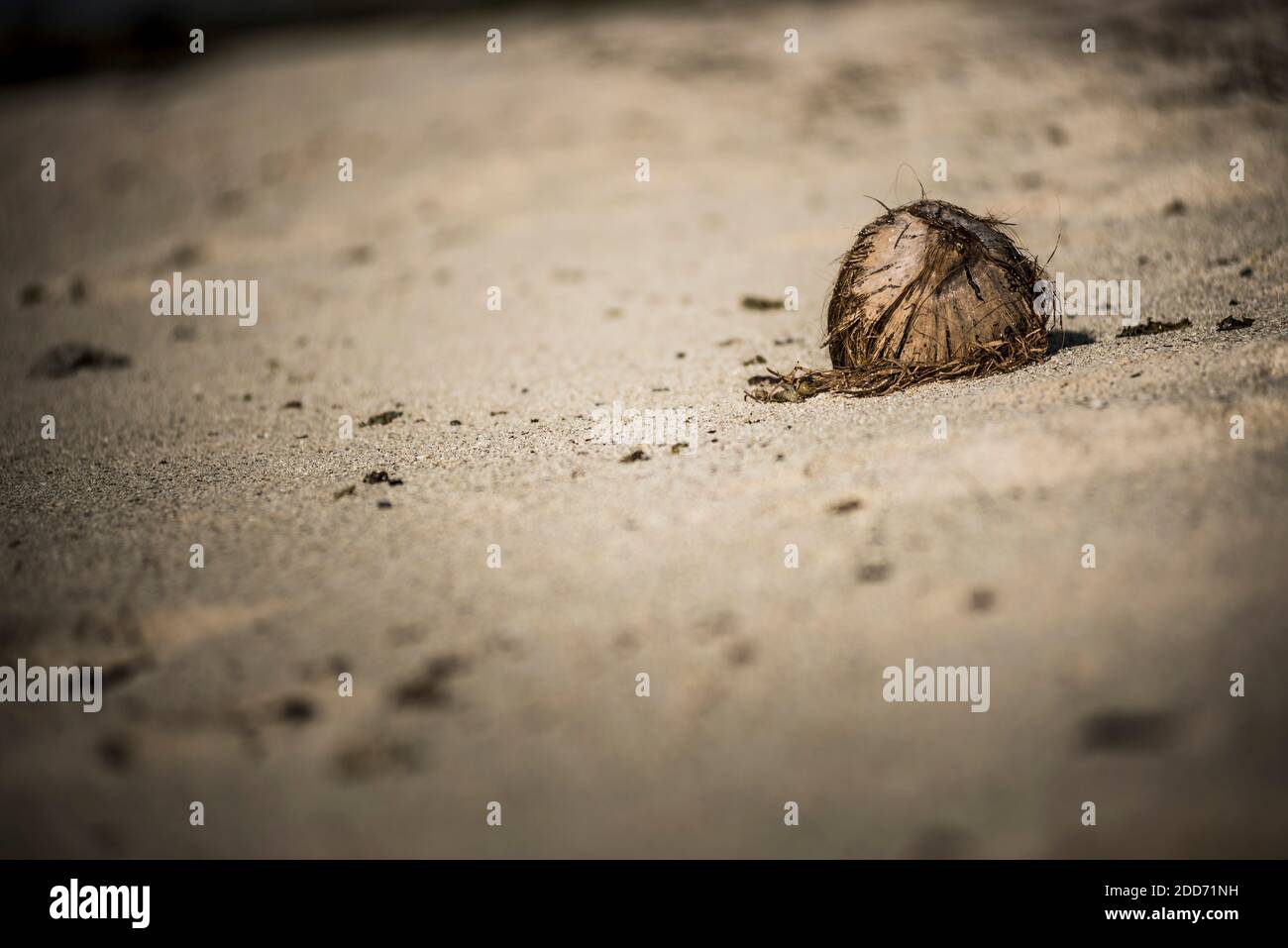 Coconut on the beach, Rarotonga, Cook Islands Stock Photo - Alamy