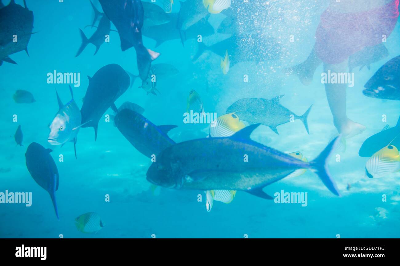 Underwater photo of a snorkeler surrounded by fish in Muri Lagoon ...