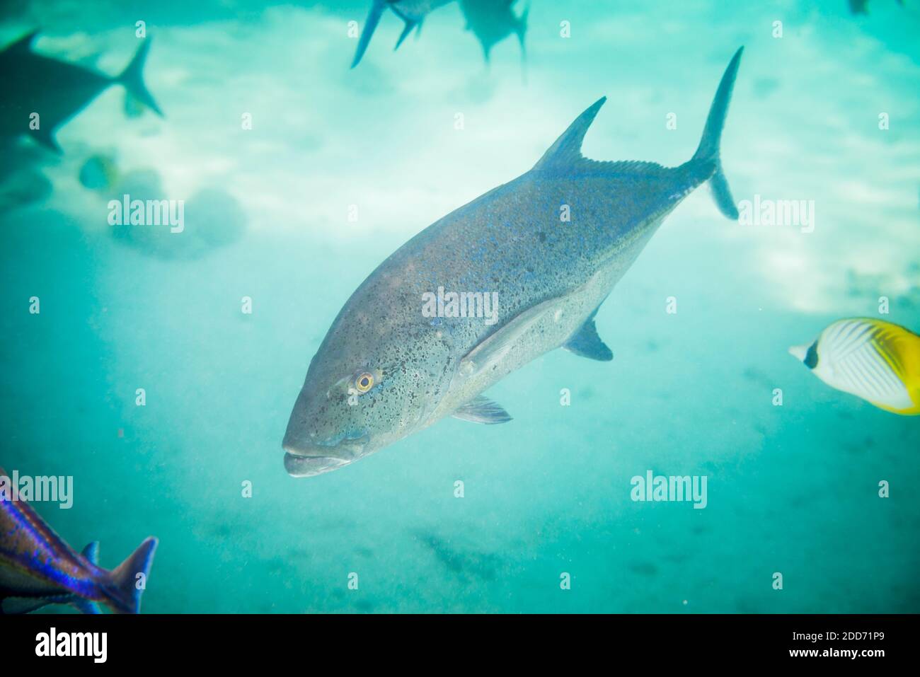 Underwater photo of a Bluefin Trevally aka Bluefin Kingfish (Caranx ...