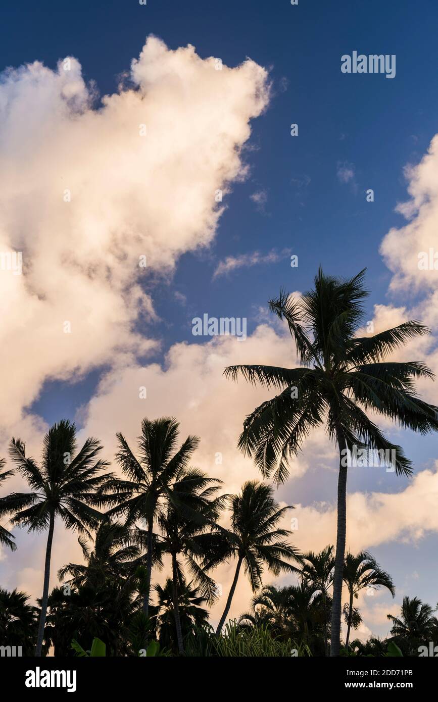Palm trees at sunset, Rarotonga, Cook Islands Stock Photo - Alamy