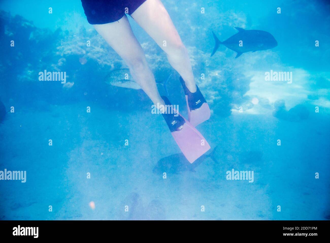 Snorkeling with Bluefin Trevally in Muri Lagoon, Rarotonga, Cook ...