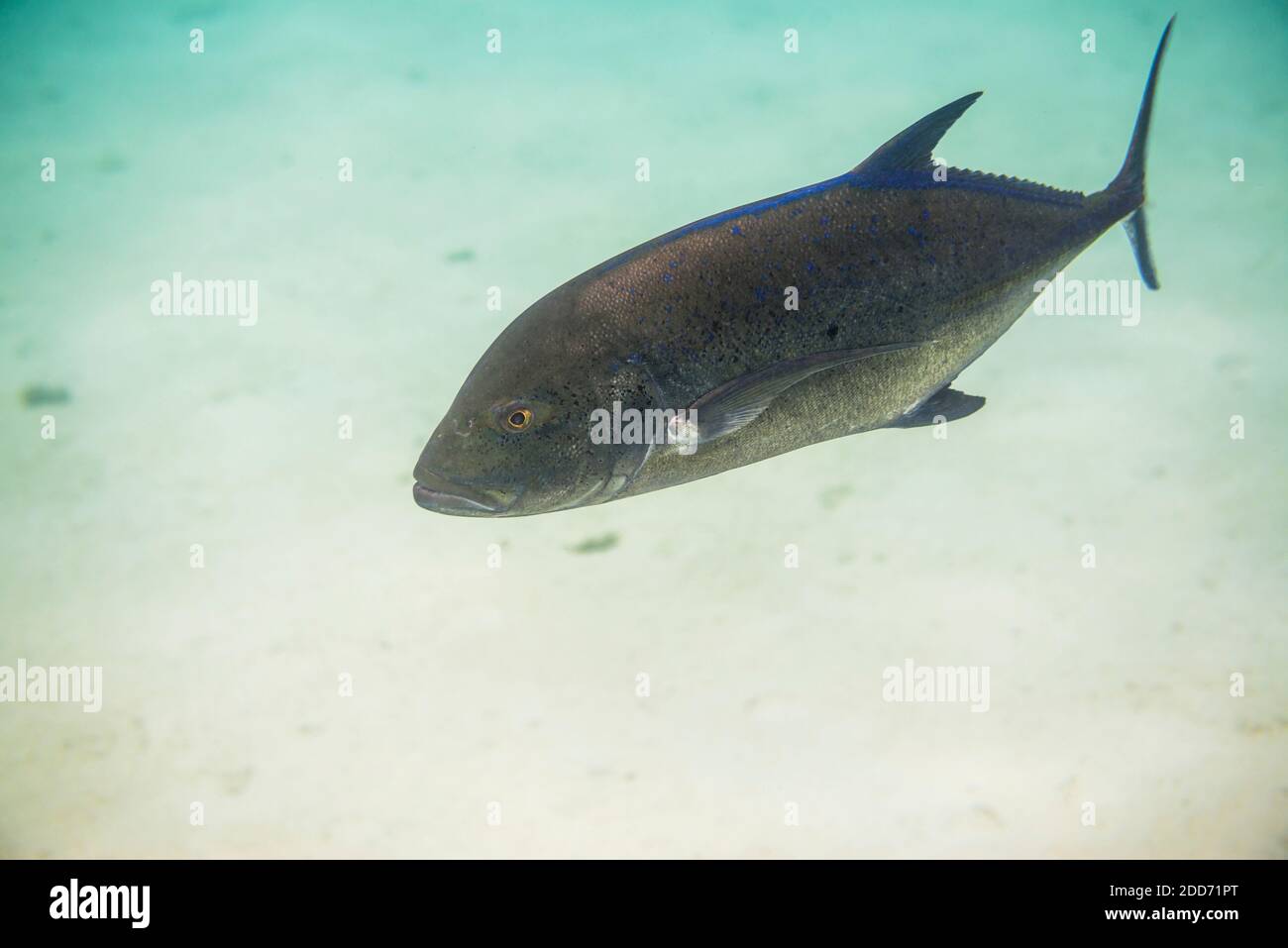 Underwater photo of a Bluefin Trevally aka Bluefin Kingfish (Caranx ...