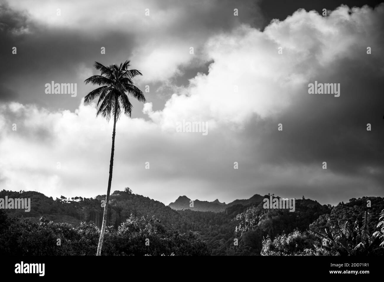 White background cook islands Black and White Stock Photos & Images - Alamy