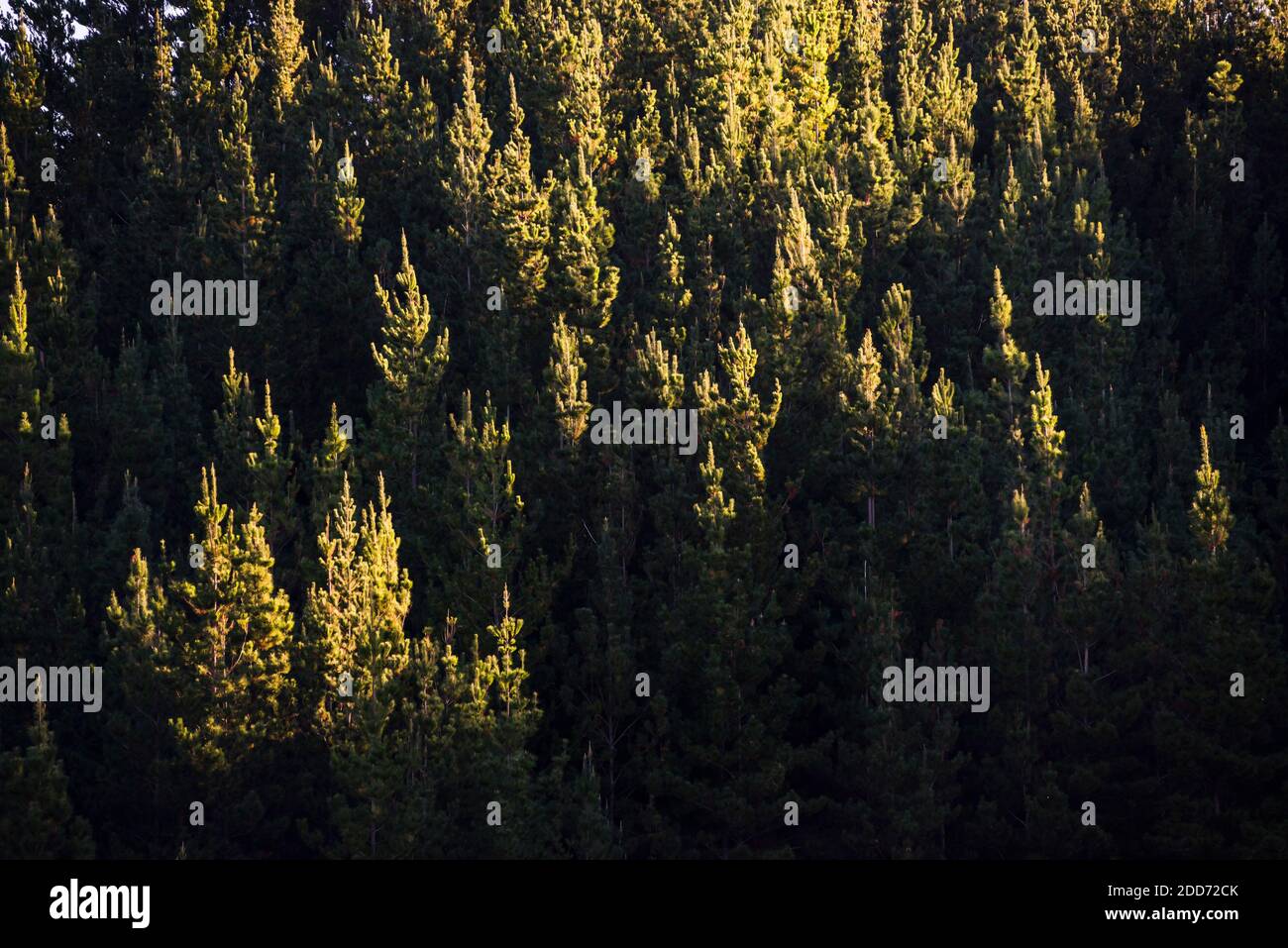 Trees at sunset, Kauaeranga Valley, Coromandel Forest Park, Coromandel ...