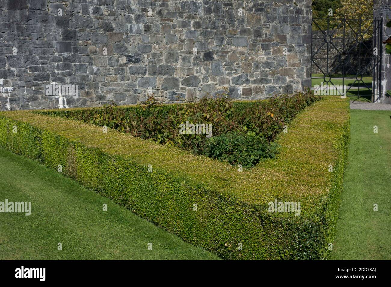 green shrubs building a hedge or hedgerow as a natural garden fence ...
