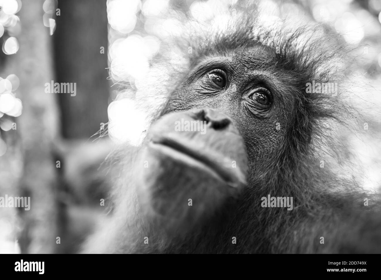 Black and white portrait of an Orangutan (Pongo Abelii) in the jungle ...