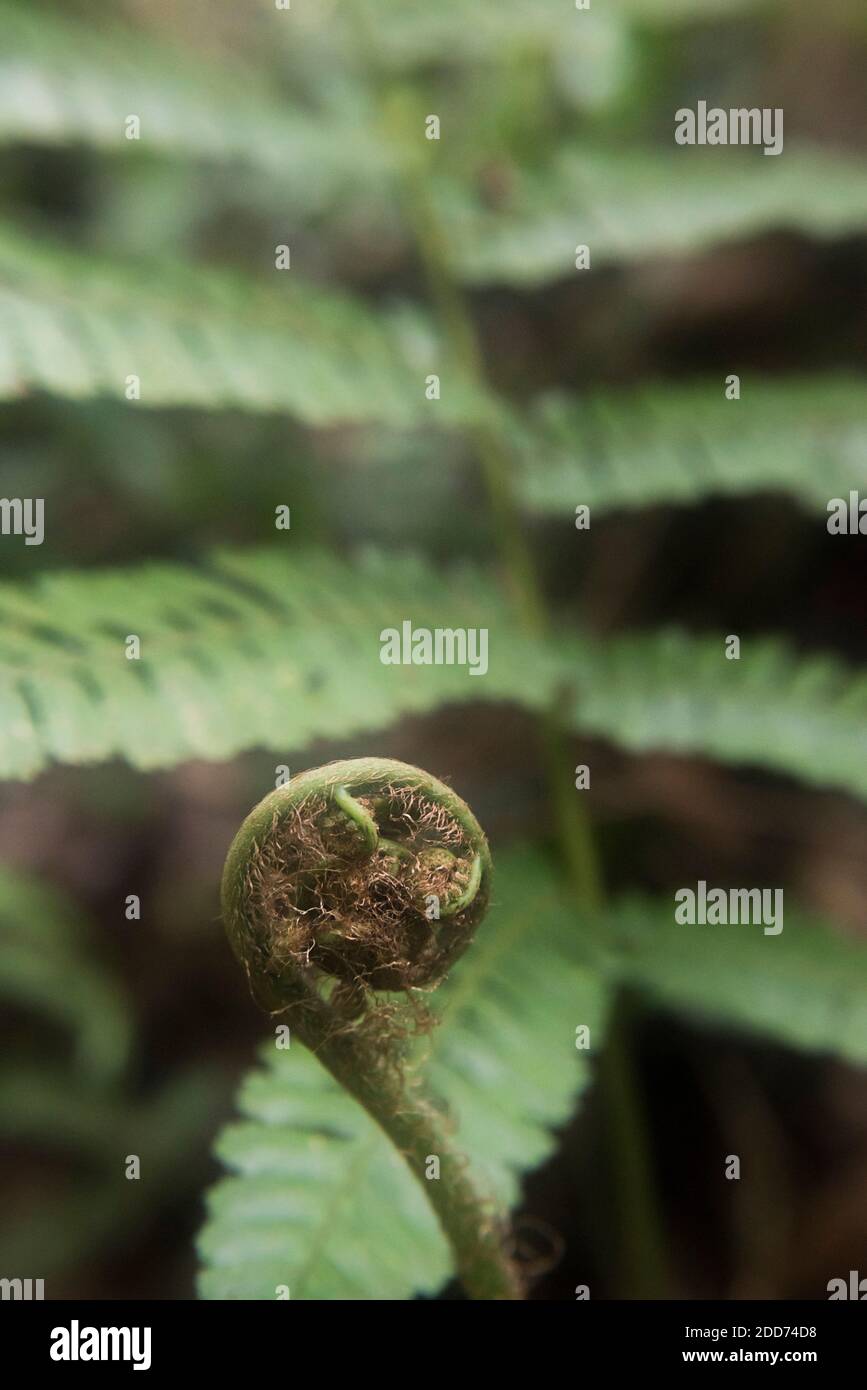 Jungle fauna and flora, Gunung Leuser National Park, Bukit Lawang ...