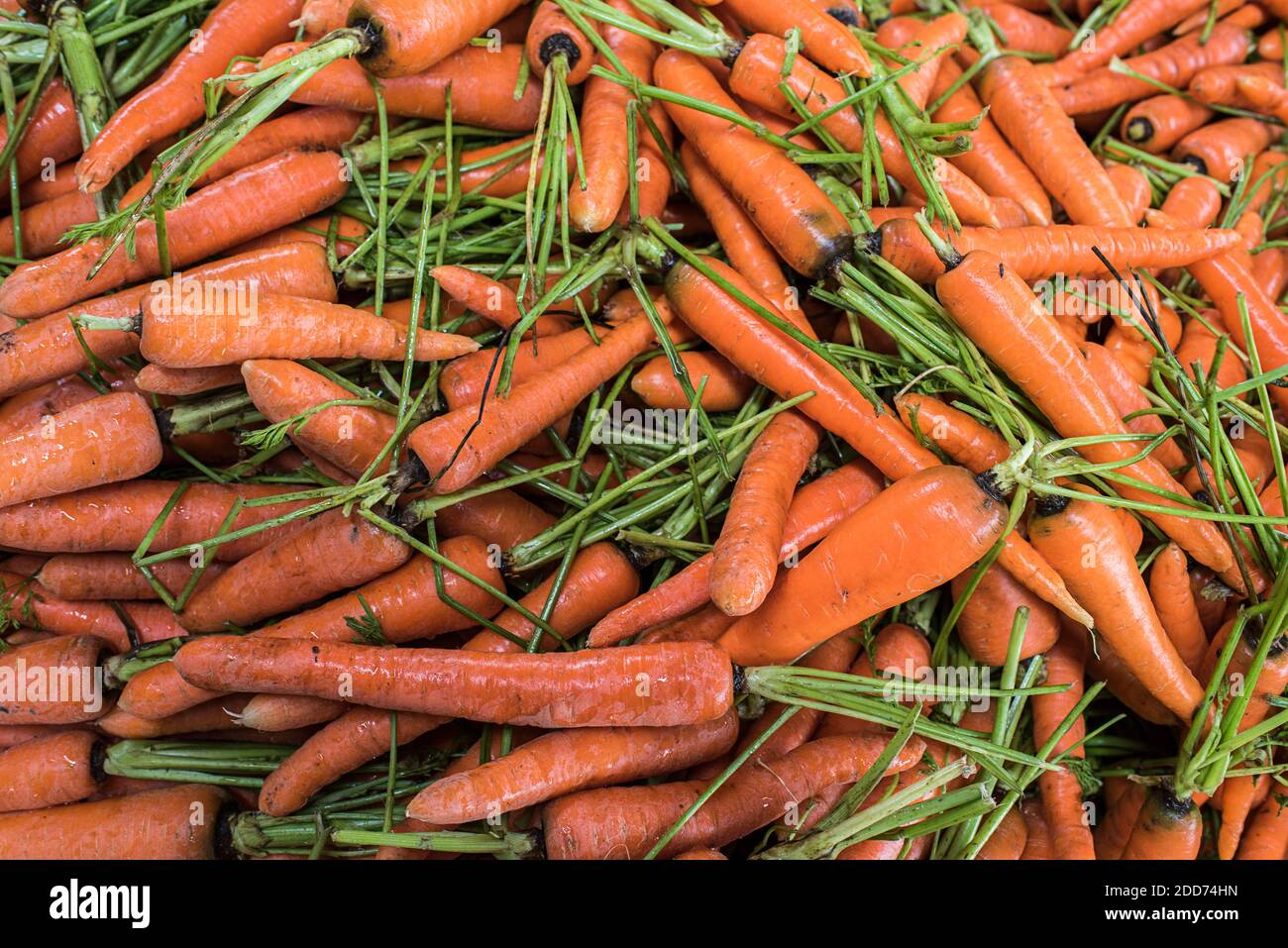 Carrot farm in Bukittinggi, West Sumatra, Indonesia, Asia Stock Photo ...
