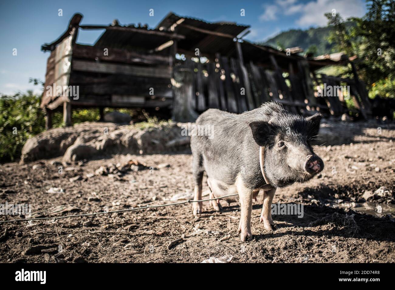 Southeast asian pigs hi-res stock photography and images - Alamy