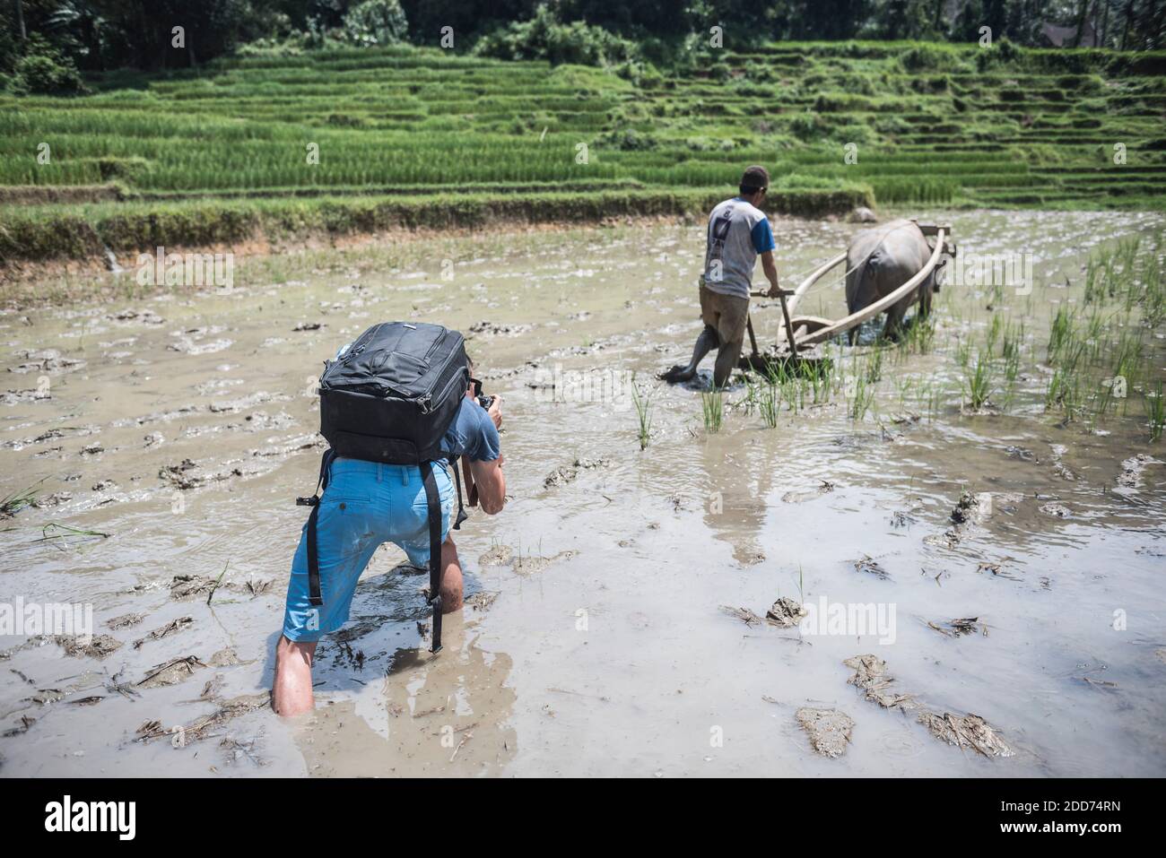 Ploughing rice paddy fields with Water Buffalo near Bukittinggi, West ...
