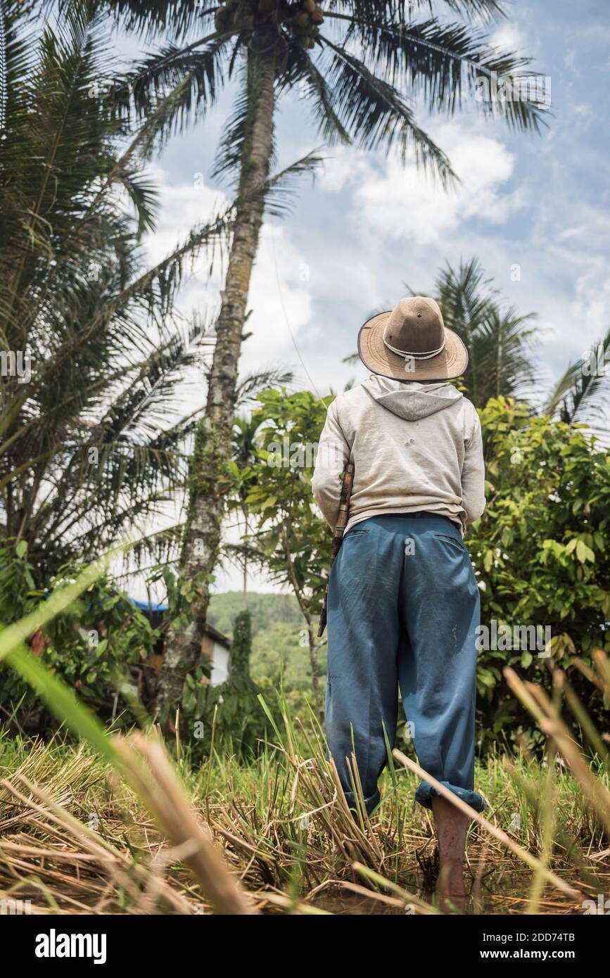 Man collecting coconuts using a trained monkey, Bukittinggi, West ...