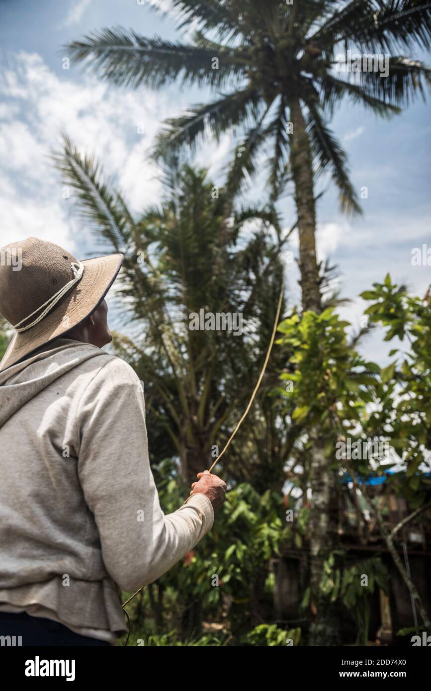 Man collecting coconuts using a trained monkey, Bukittinggi, West ...