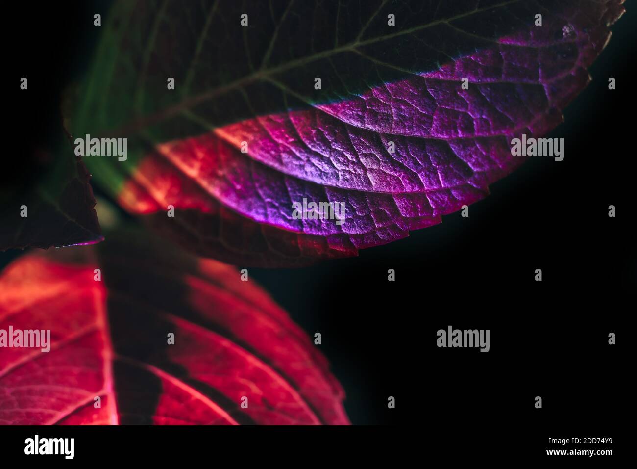 Close up Beautiful abstract leaf in colorful light. Minimalism modern ...